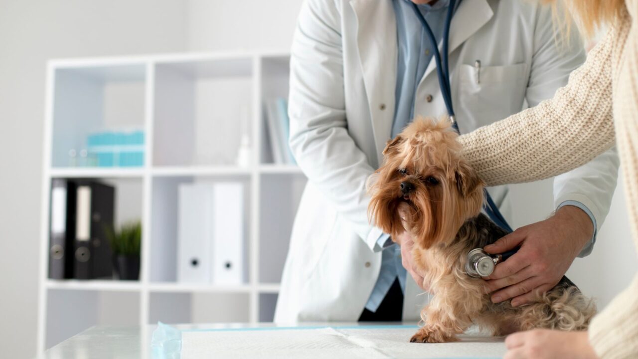 Boca Raton, FL Veterinary Services | Pompano Vet Oncology