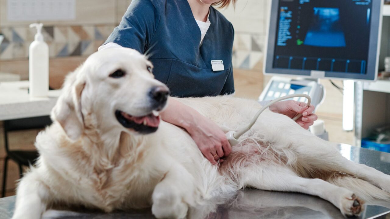 Pet Diagnosis & Staging In Boca Raton, FL | Pompano Vet